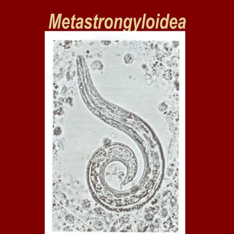 Lecture 9 metastrongyloidae | PPT