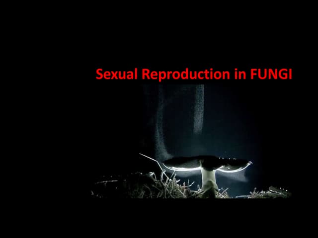 Sexual Reproduction In Fungi Pptx