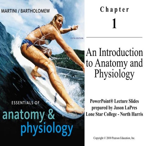 Lecture anatomical organization | PDF