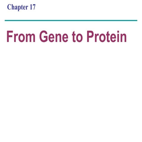 gene to protein | PPT