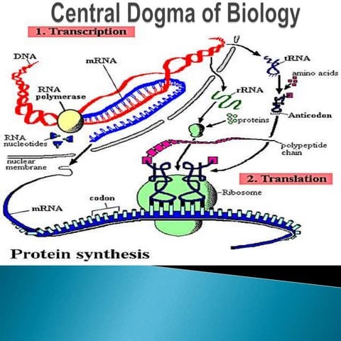 The Central Dogma: An Introduction | PPTX