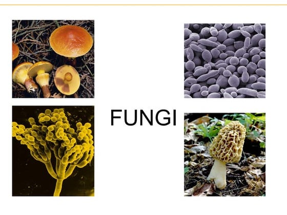 cell Structure of fungi unicellular and multicellular | PPTX