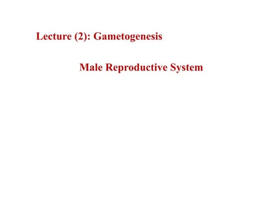 Lesson Plan on the Male Reproductive System | PDF