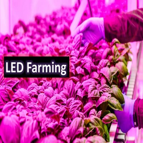 Led Farming | PPTX