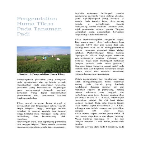 leflet Pengendalian Hama Tikus Pada Tanaman Padi.docx