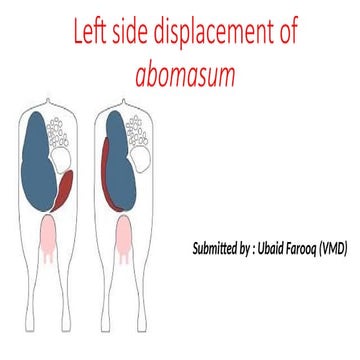 Left side displacement of abomasum in cattle | PPTX