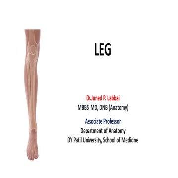 The musculature,nerves,veins,arteries of leg | PDF