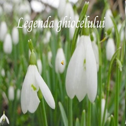 Legendaghiocelului | PPT