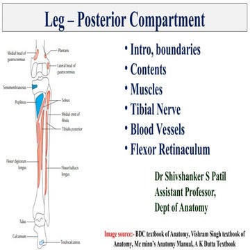 FASCIAL COMPARTMENTS OF THE LEG presentation | PPTX