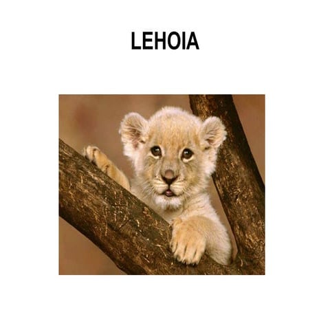 Lehoia | ODP