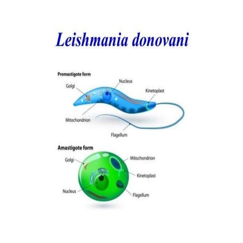 Unveiling the Intricacies of Leishmania donovani: Structure, Life Cycle ...