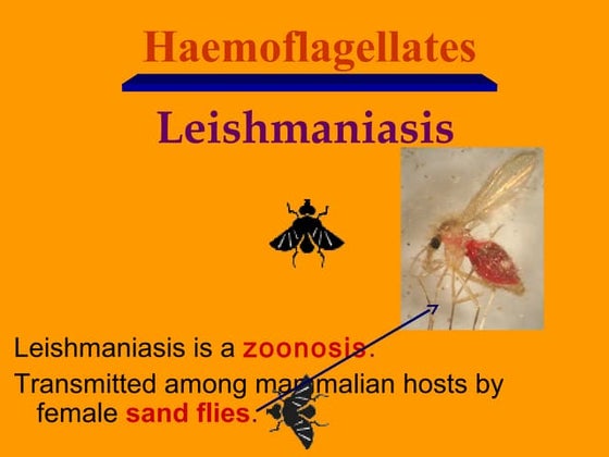 Leishmania | PPT