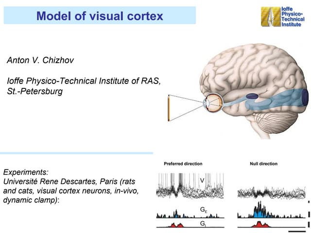 Visual and auditory cortex | PPTX