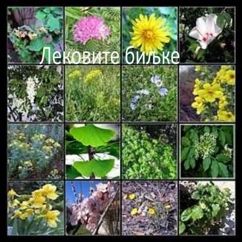 Lekovite biljke | PPTX