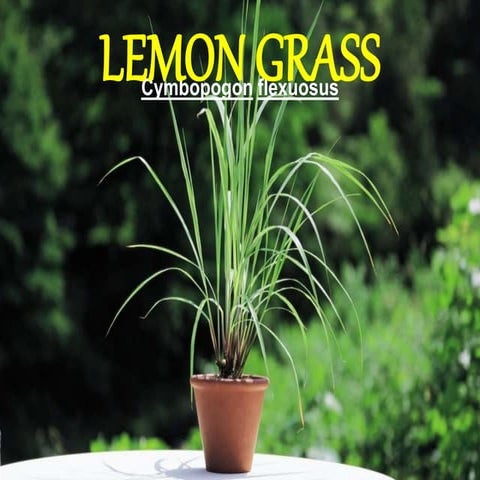 Lemon grass, Cymbopogan flexousus. | PPTX