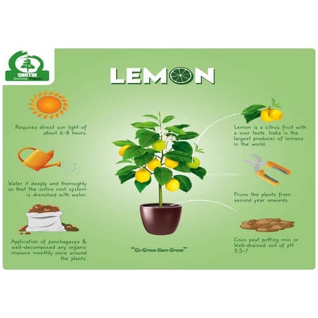 Lemon Plant | PDF
