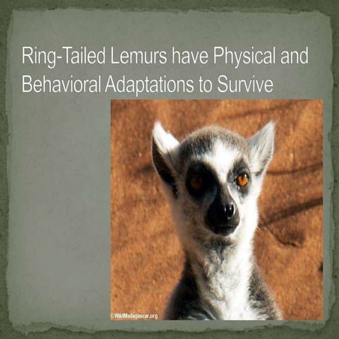 Lemurs | PPT