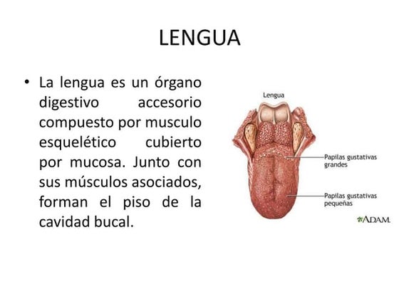 Musculos de la lengua | PPT