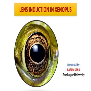 LENS INDUCTION IN XENOPUS.pptx