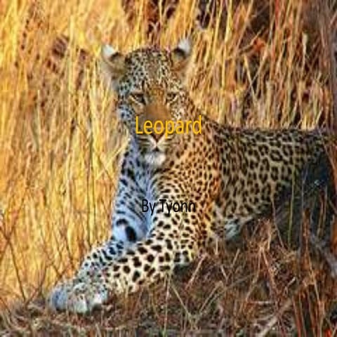 Leopard | PPT