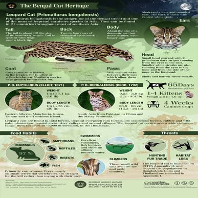 The Leopard Cat (Prionailurus bengalensis) [Infographic] | PDF