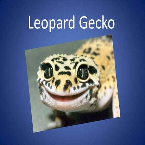 Leopard gecko | PPTX
