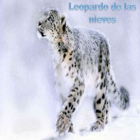 Leopardo de las nieves | DOC
