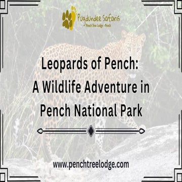 Leopards of Pench: A Wildlife Adventure in Pench National Park | PDF