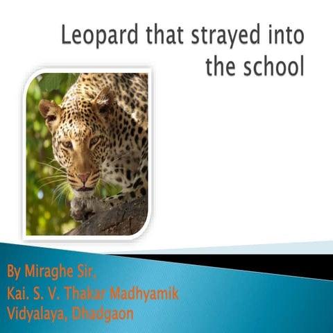 Leopard that strayed into the school | PPTX