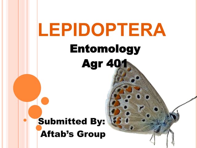 Lepidoptera | PPTX