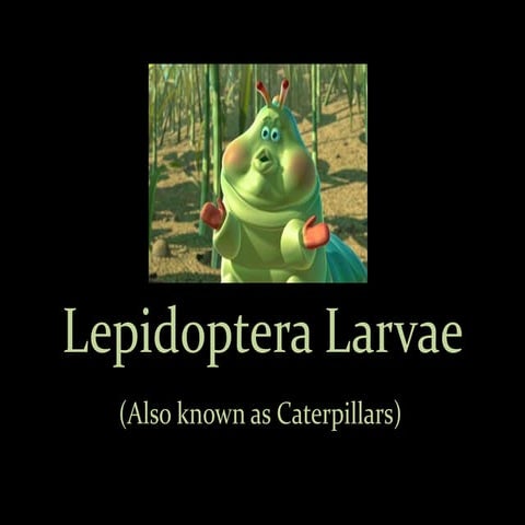 Lepidoptera larvae | PPTX