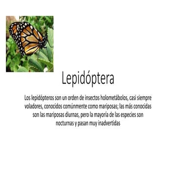 Lepidoptera | PPTX