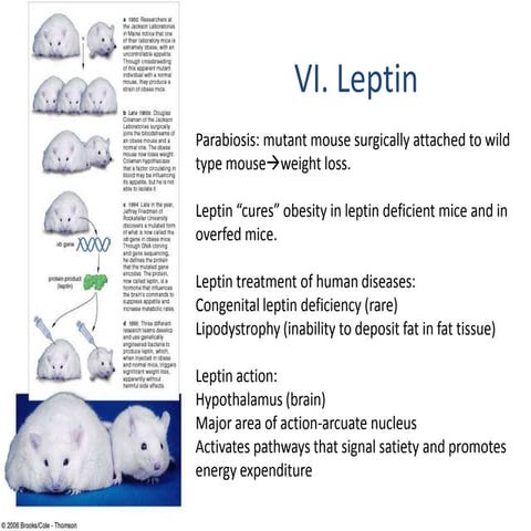 Leptin | PPTX