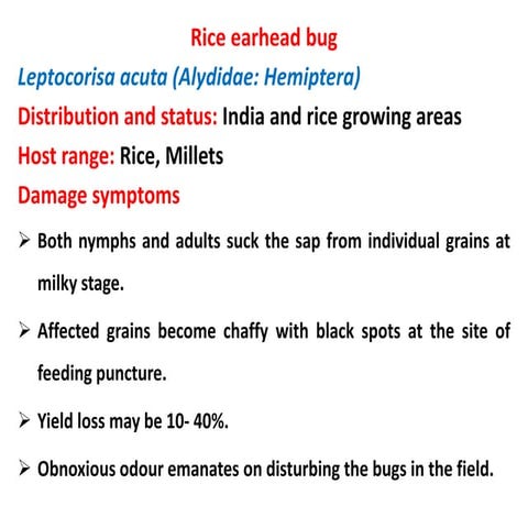 Leptocorisa on Rice - Economic Entomology.ppt