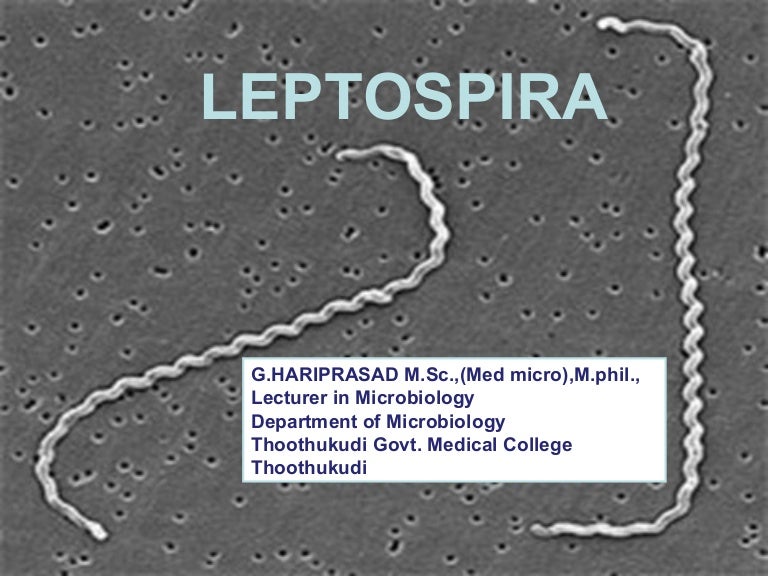 Leptospira Icterohaemorrhagiae – Leptospirosis In Humans – JRWP