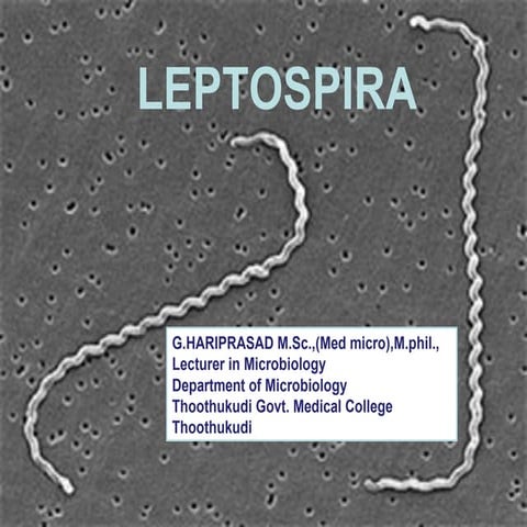 Leptospira | PPT
