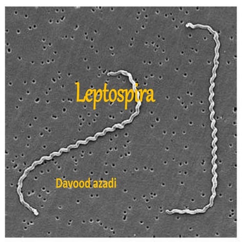 Leptospira azadi | PPTX