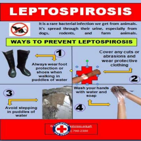 Tips to prevent Leptospirosis | PPTX
