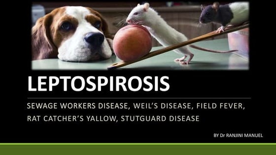Leptospirosis | DOCX