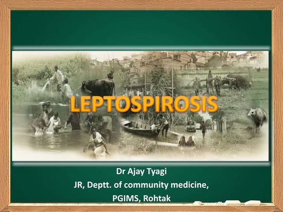 Erysipeloid | PPT