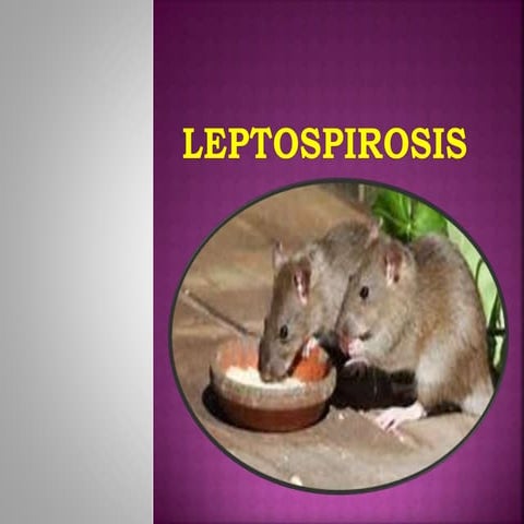 Leptospirosis powerpoint | PPTX