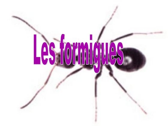 Formigues | PPT