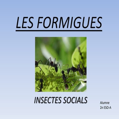 Les formigues | PPTX