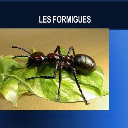 Les formigues | ODP