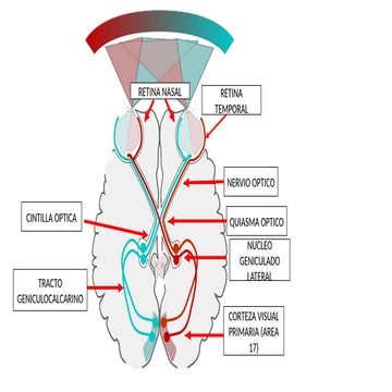 LESIONES DE LA VIA VISUAL - ANATOMIA SEGMENTO CABEZA.pptx