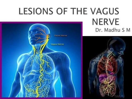 UPDATED-VAGUS NERVE (CNX)- presentation.pptx