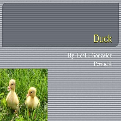 Leslies duck | PDF