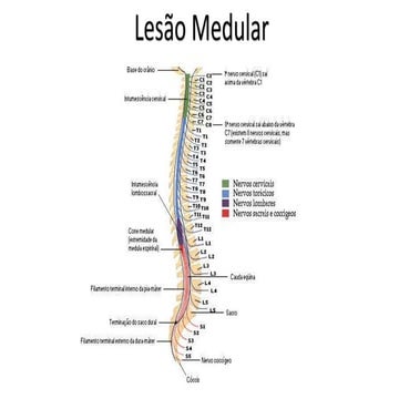 Lesão Medular | PPTX