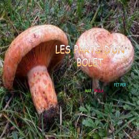 Les parts d'un bolet | PPTX