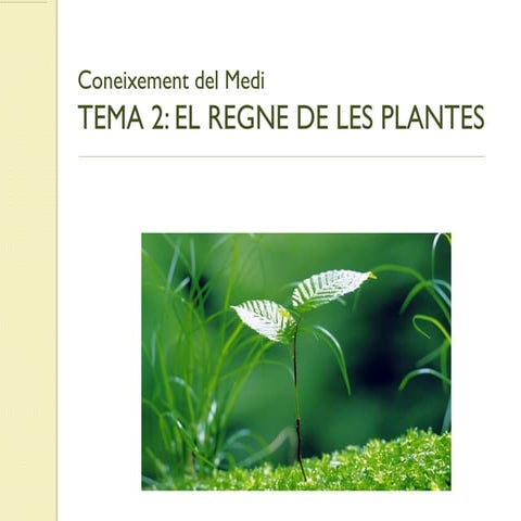 Les plantes | ODP